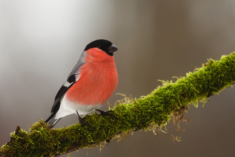Hýľ lesný - poľovnícka fotografia, fotka, poľovnícke foto #195524 ...