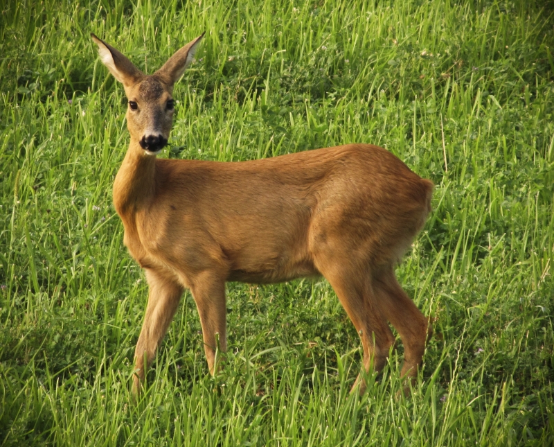 mlada srnka - poľovnícka fotografia, fotka, poľovnícke foto #72627 ...