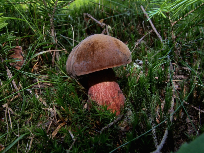 modrák - poľovnícka fotografia, fotka, poľovnícke foto #150842 ...